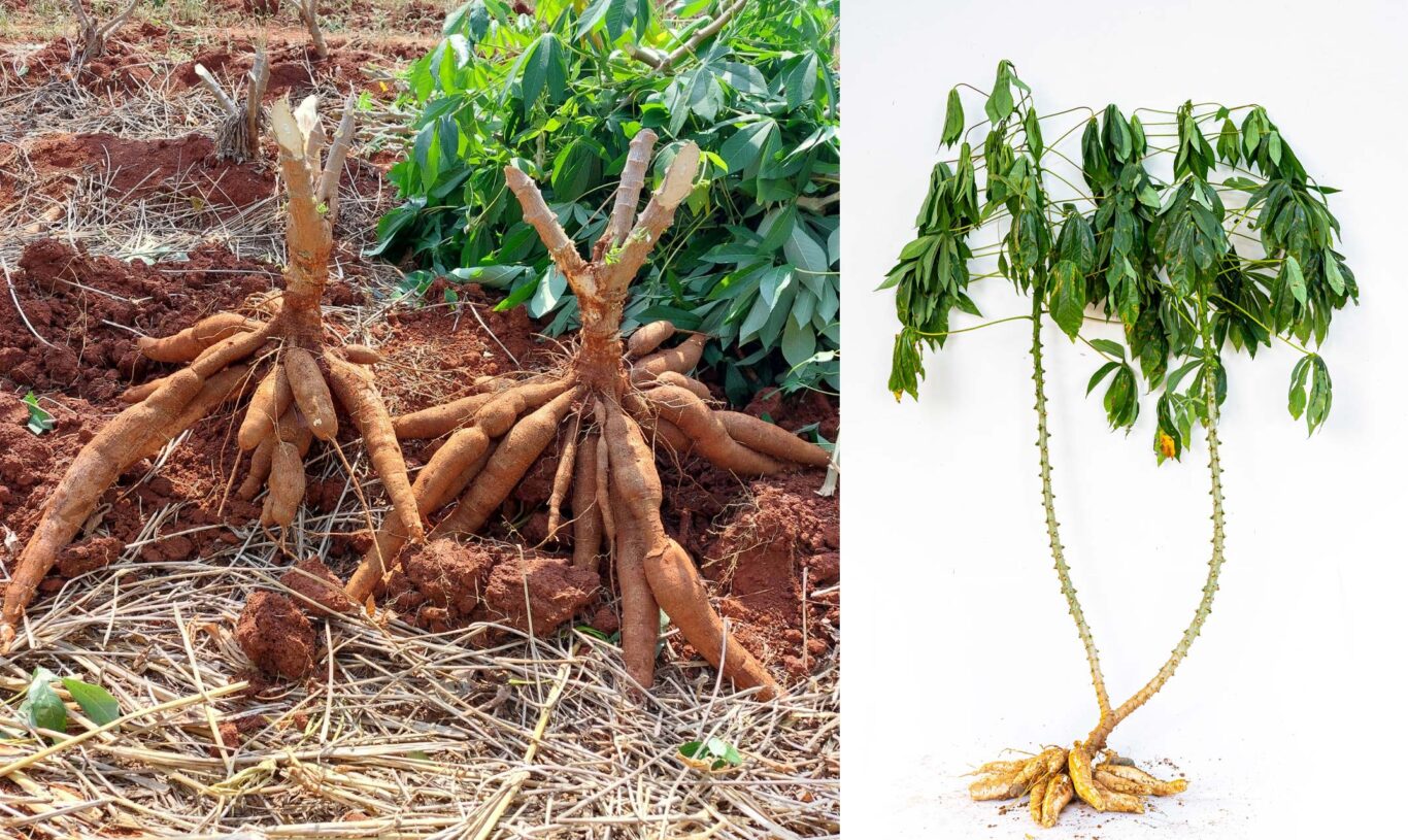 Cassava: A Key Economic Crop in Thailand and Its Future Outlook ...