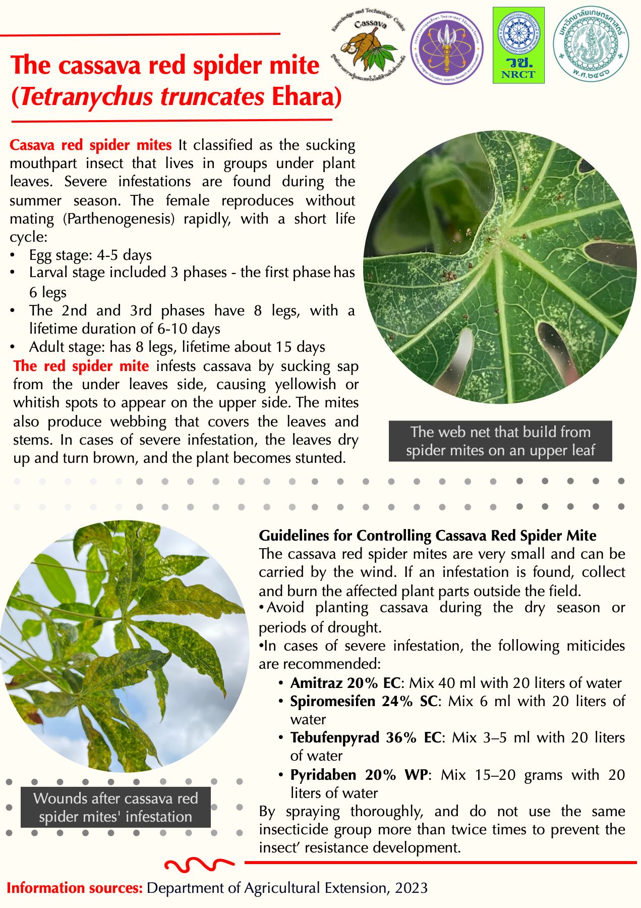 Red spider mites: a pest of cassava - CassavaHub.org